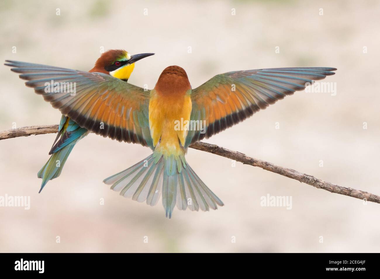 Birds standing on tree branch Stock Photo - Alamy