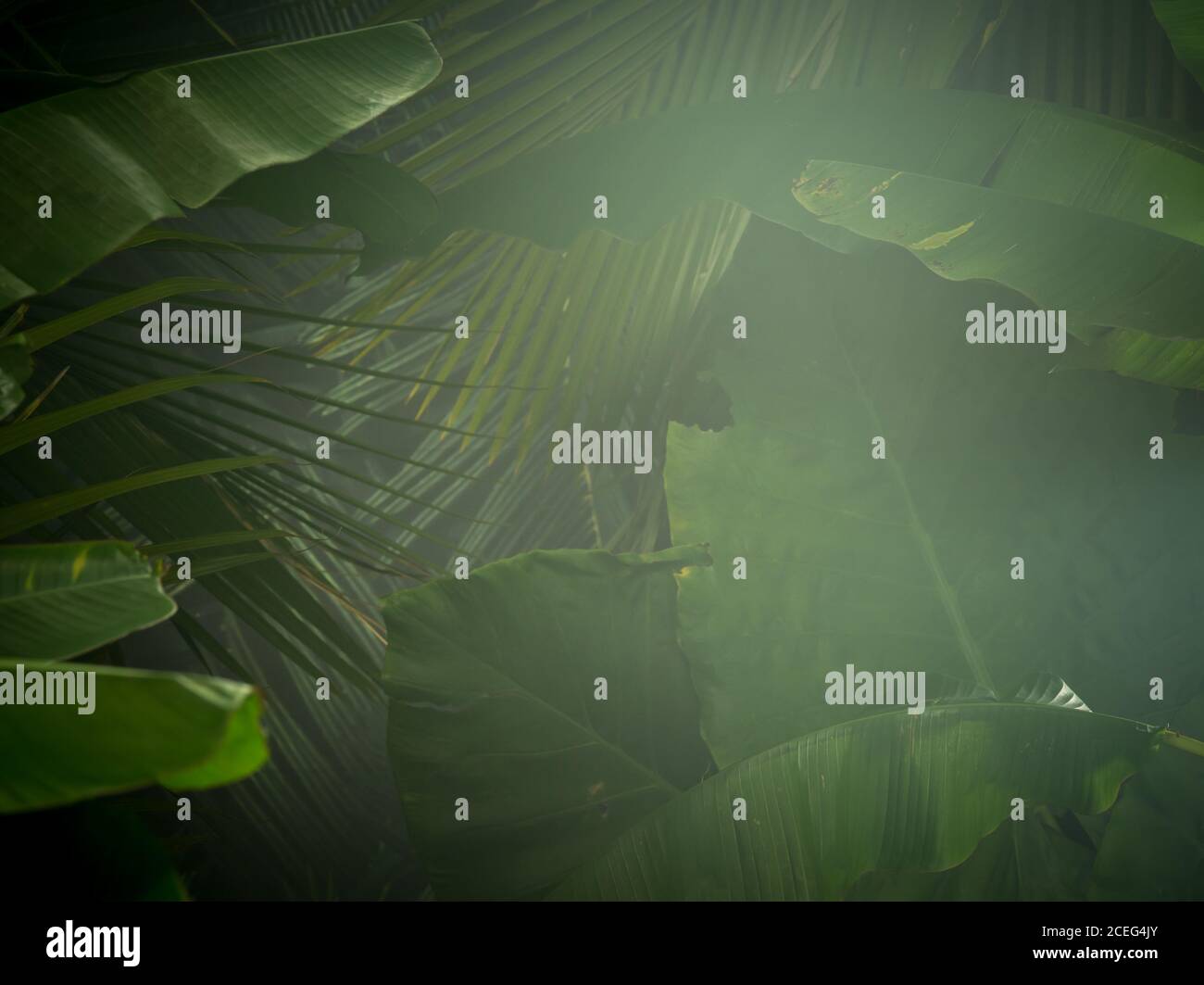 Equator flowers hi-res stock photography and images - Alamy