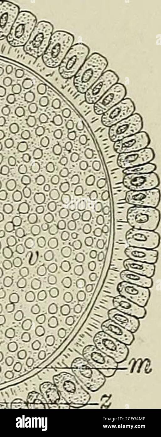 . Text-book of normal histology: including an account of the ...