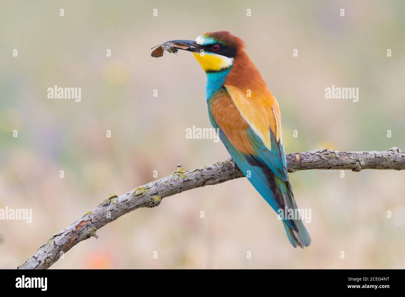 Bird standing on tree branch Stock Photo - Alamy
