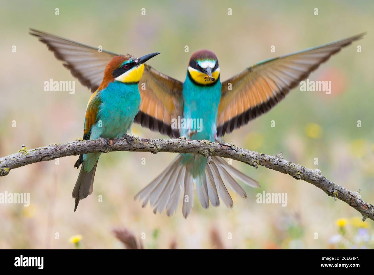 Birds standing on tree branch Stock Photo - Alamy