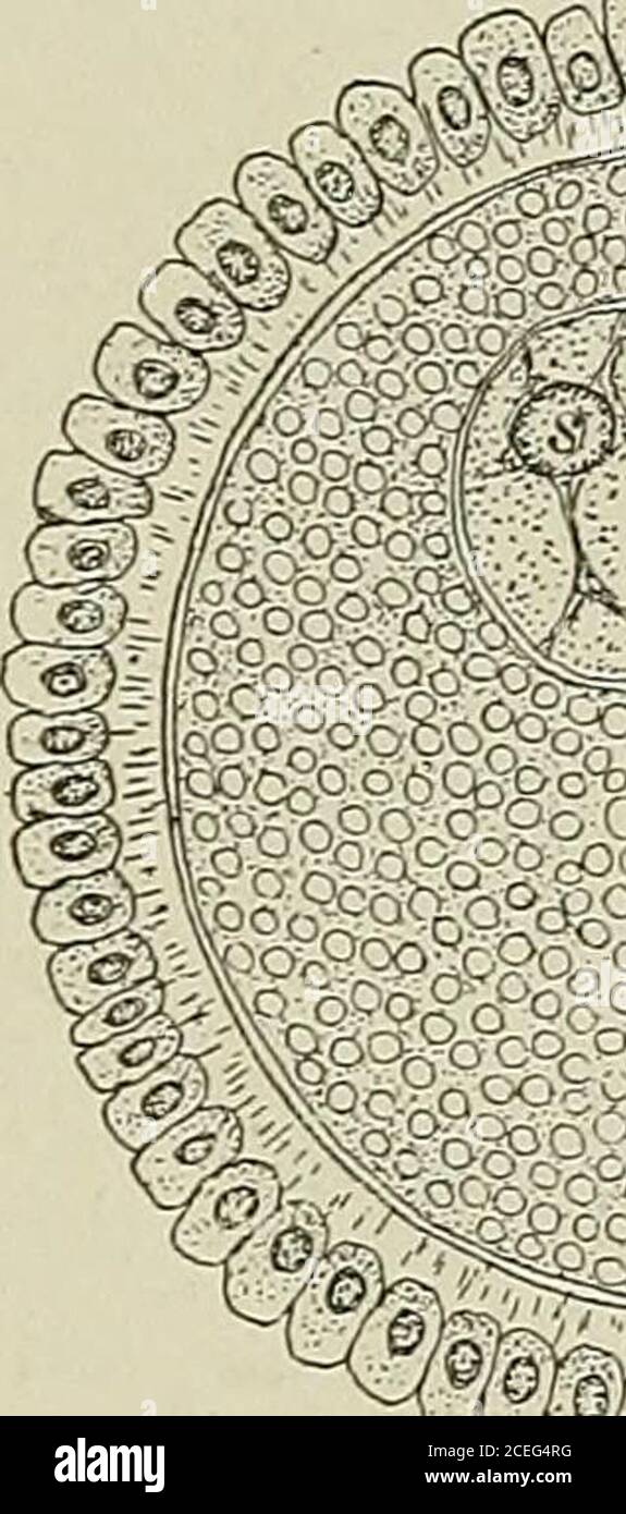 Albuminous cell hi-res stock photography and images - Alamy