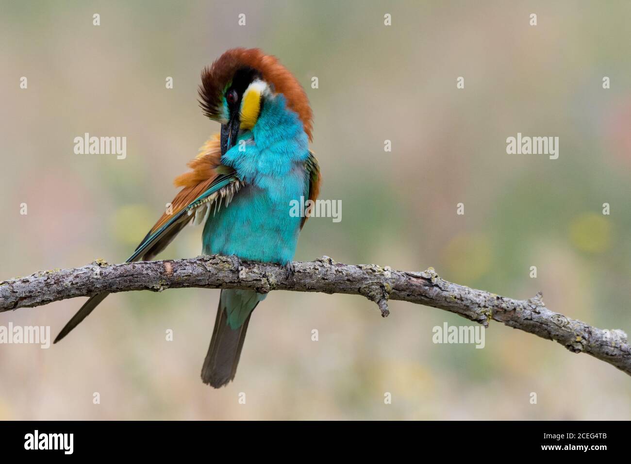 Standing on the branch hi-res stock photography and images - Alamy