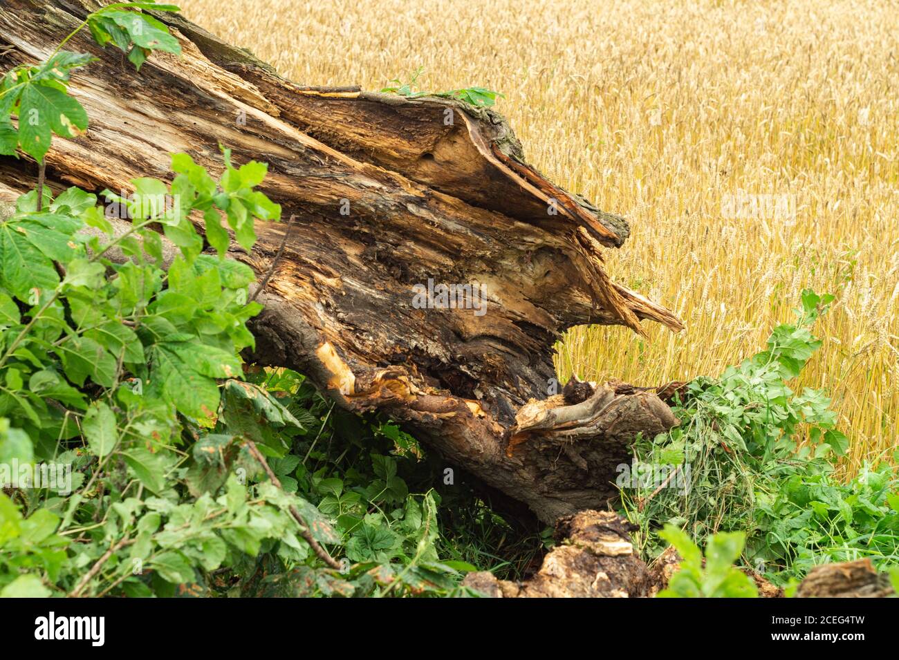 Big tree felled by lightning during a thunderstorm Stock Photo - Alamy