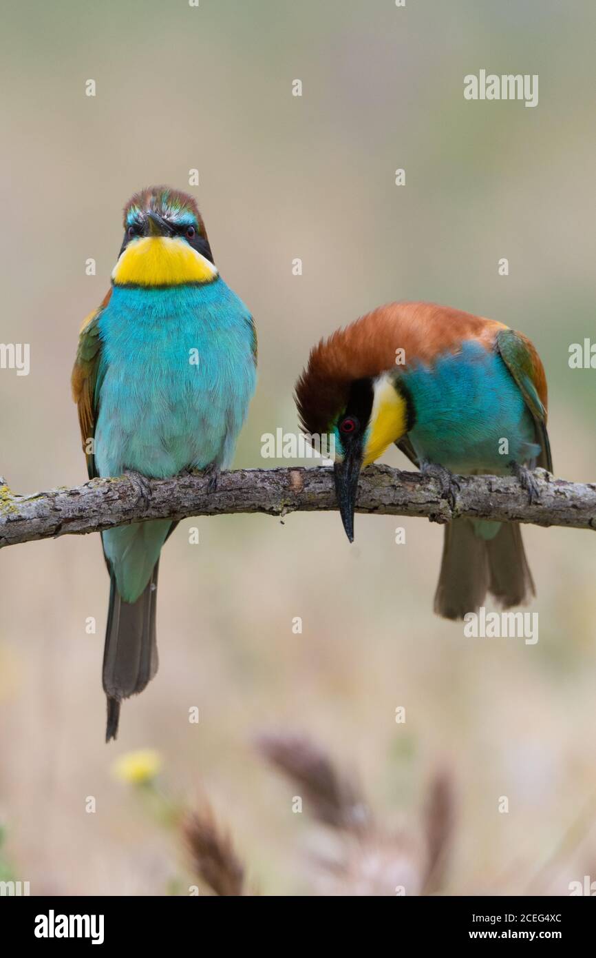 Birds standing on tree branch Stock Photo - Alamy