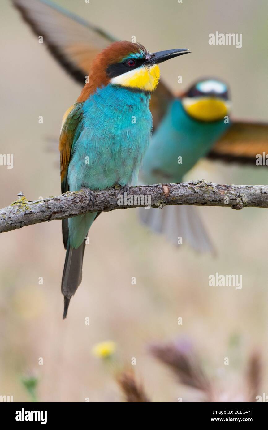 Birds standing on tree branch Stock Photo - Alamy