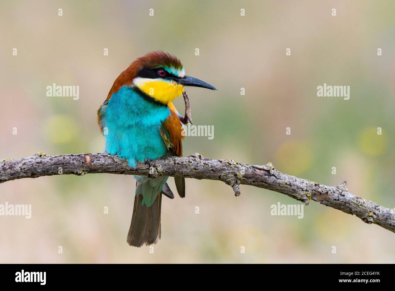 Adorable bird european bee hi-res stock photography and images - Alamy