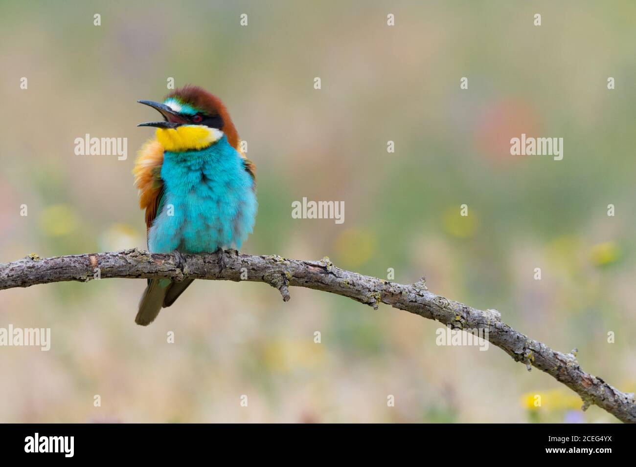 Bird standing on tree branch Stock Photo - Alamy