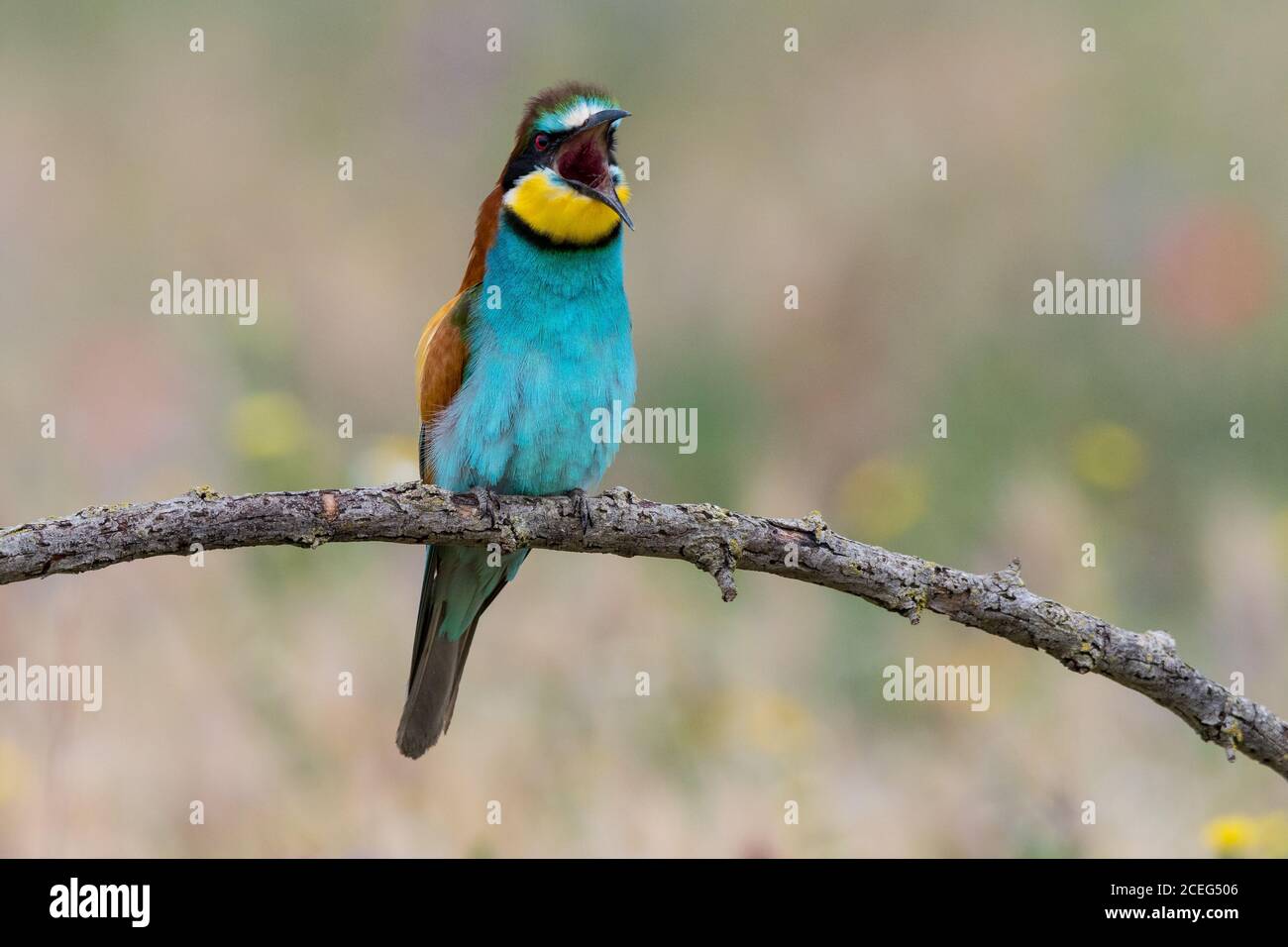 Bird standing on tree branch Stock Photo - Alamy