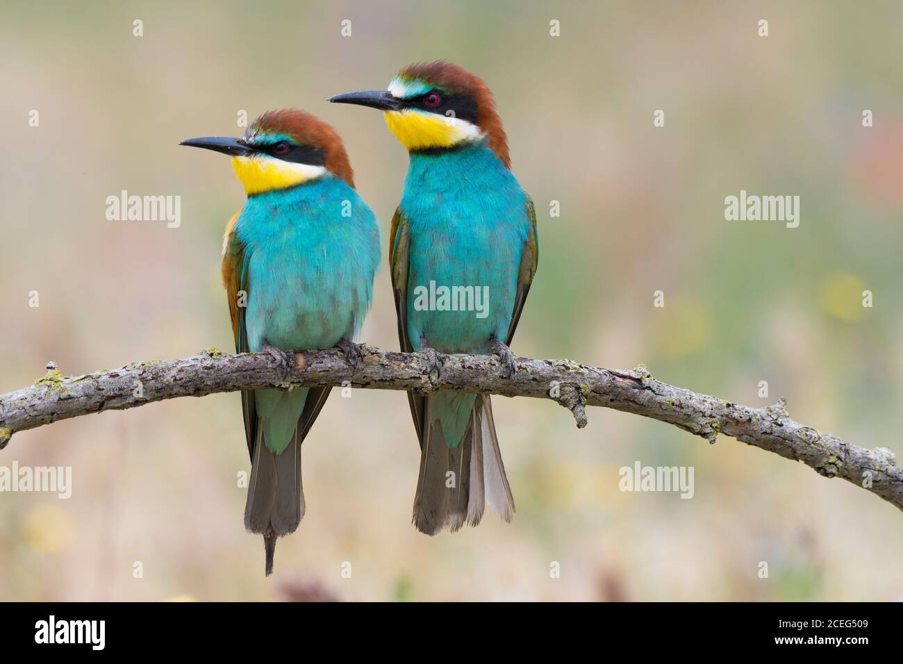 Birds standing on tree branch Stock Photo - Alamy