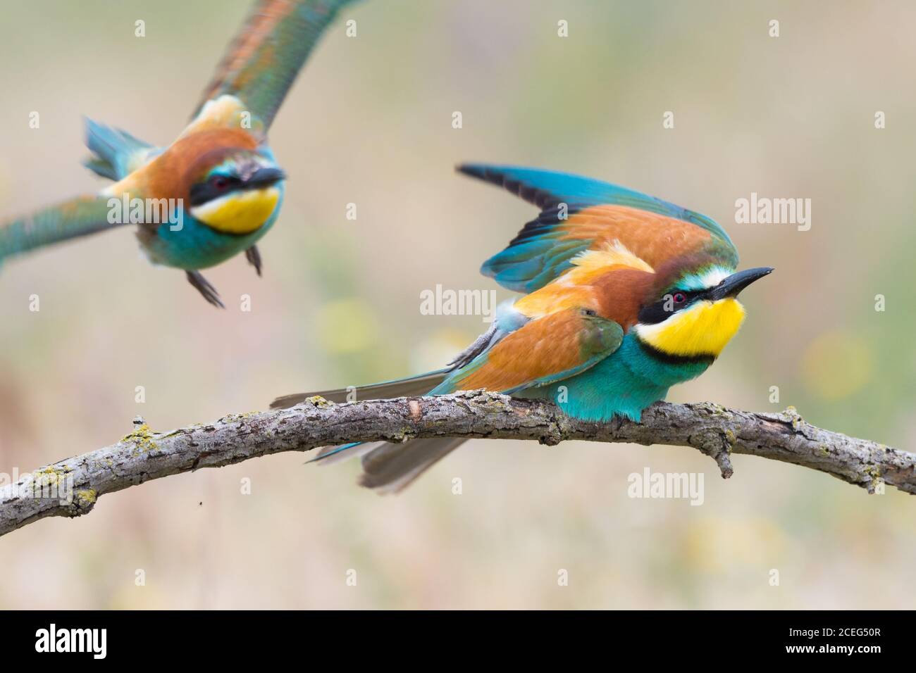 Birds standing on tree branch Stock Photo - Alamy