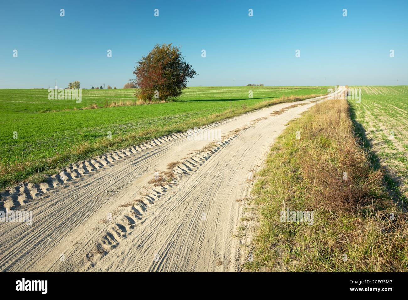 Sandy road through green fields and a lonely tree Stock Photo - Alamy