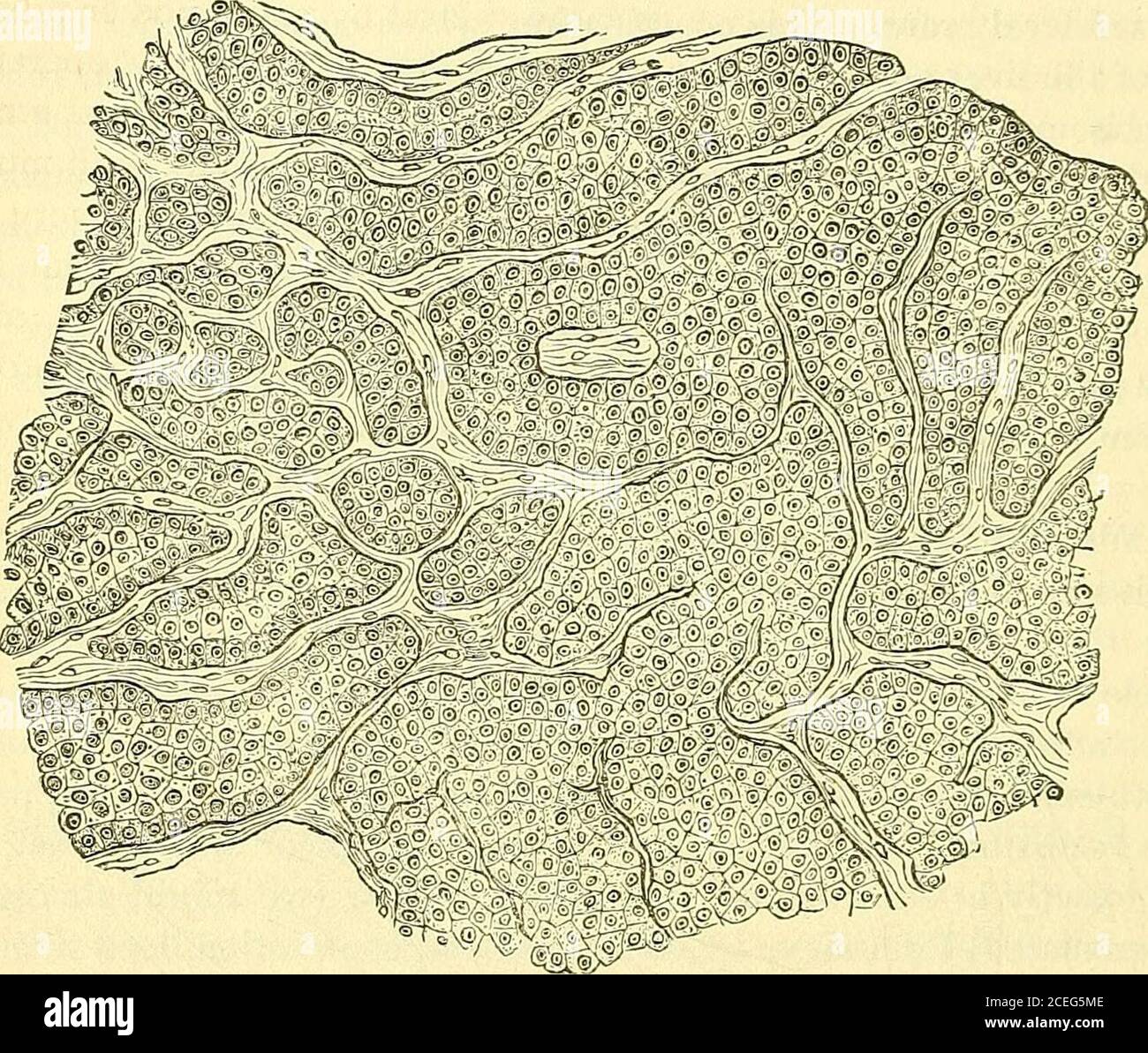 Nose Epithelium High Resolution Stock Photography and Images - Alamy