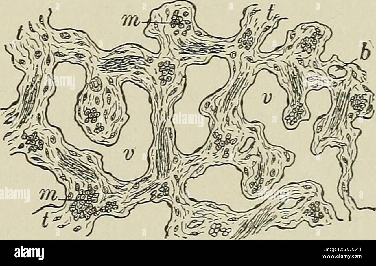 Cavernous bodies hi-res stock photography and images - Alamy