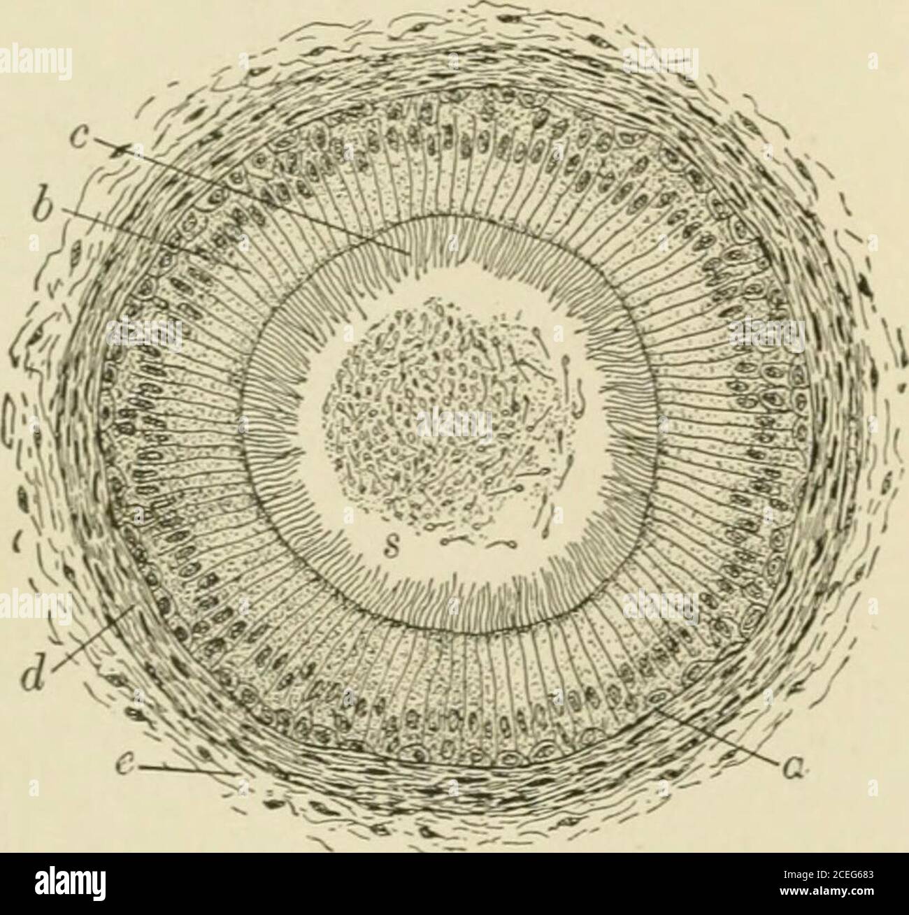 Rete Testis Histology