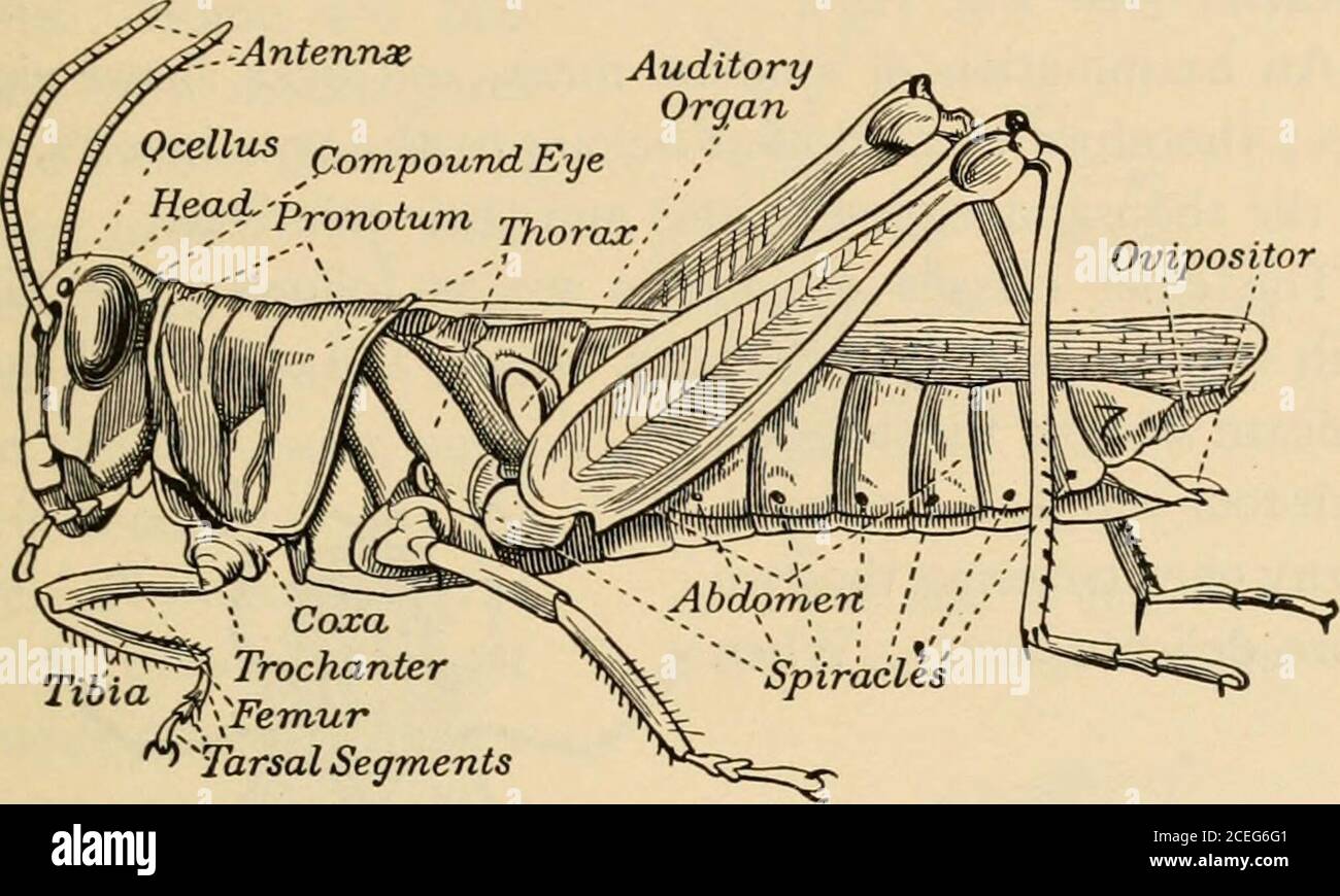 Ant bears hi-res stock photography and images - Alamy