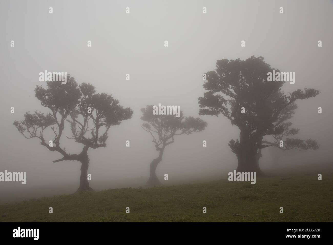 Silhouettes of three trees growing in thick fog in savanna Stock Photo ...