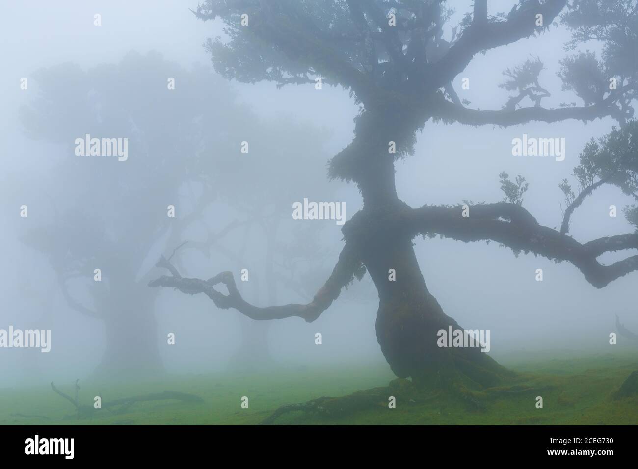 Foggy day in tropical forest Stock Photo - Alamy