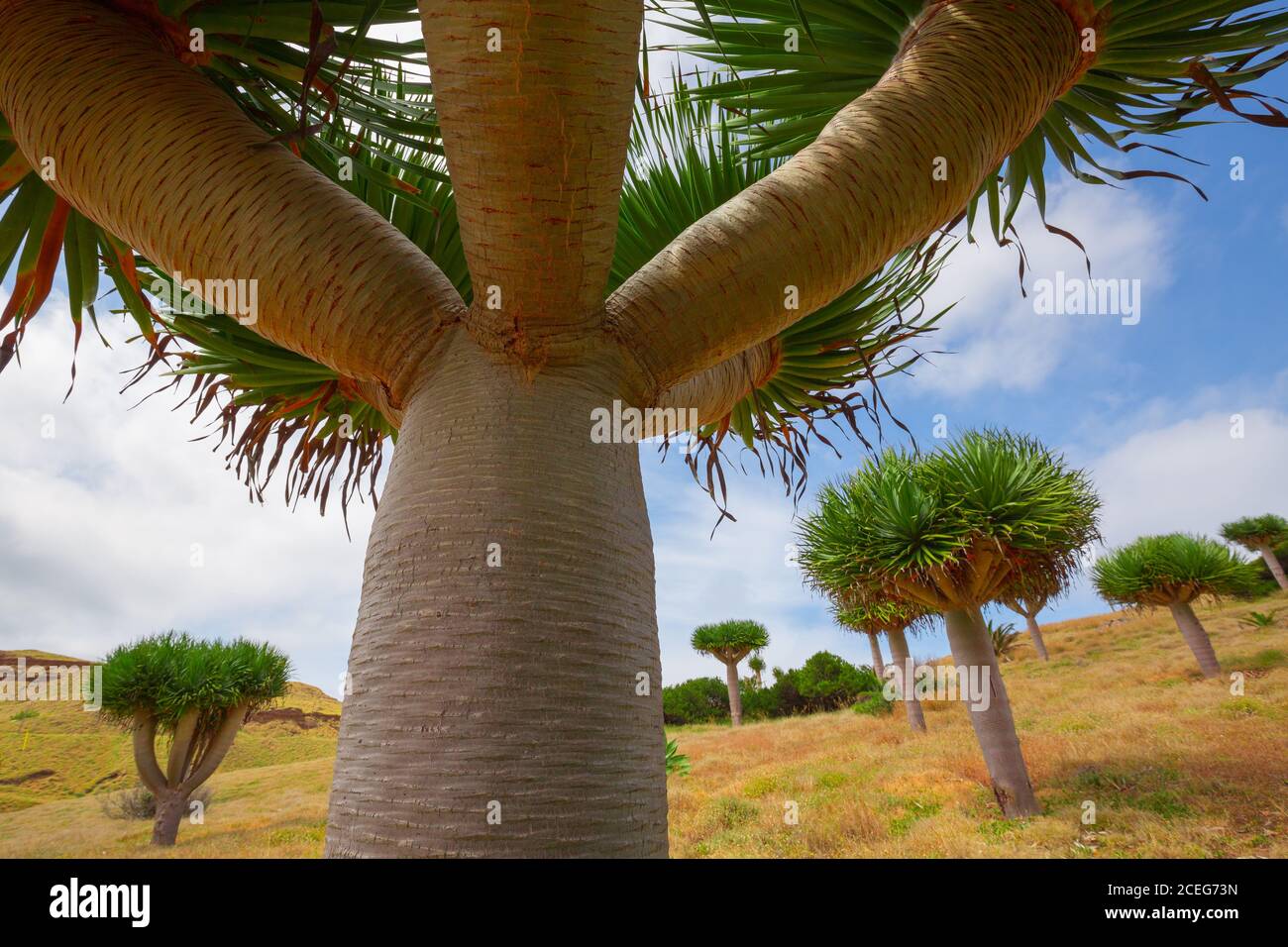 Thick tree in savanna Stock Photo - Alamy