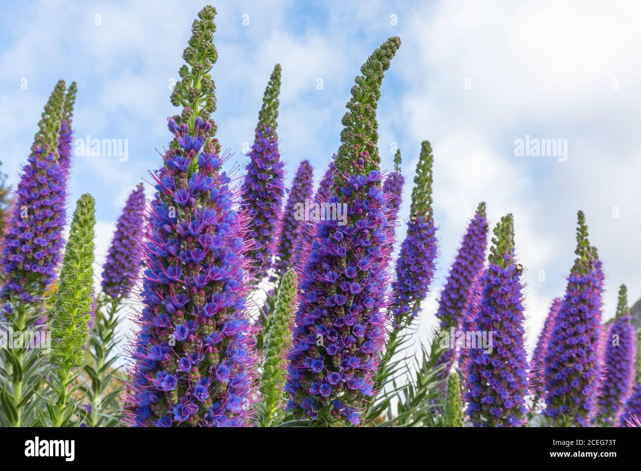 Close-up shot of beautiful violet flowers growing in field on sunny day ...