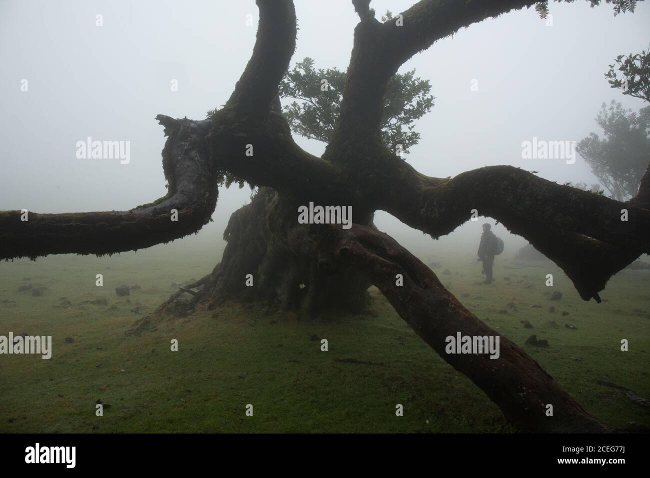 Silhouette of faceless person standing near huge old tree on foggy day ...