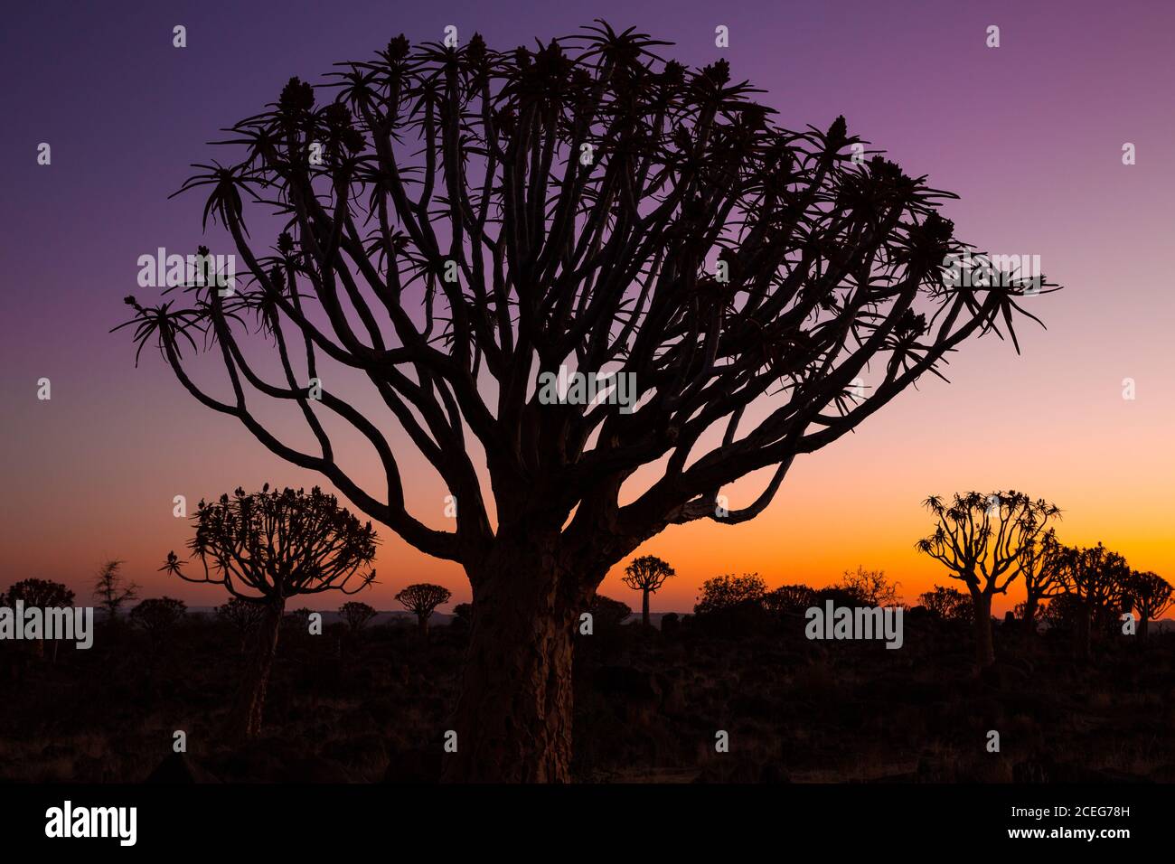 Silhouettes of huge savanna trees on background of beautiful evening ...