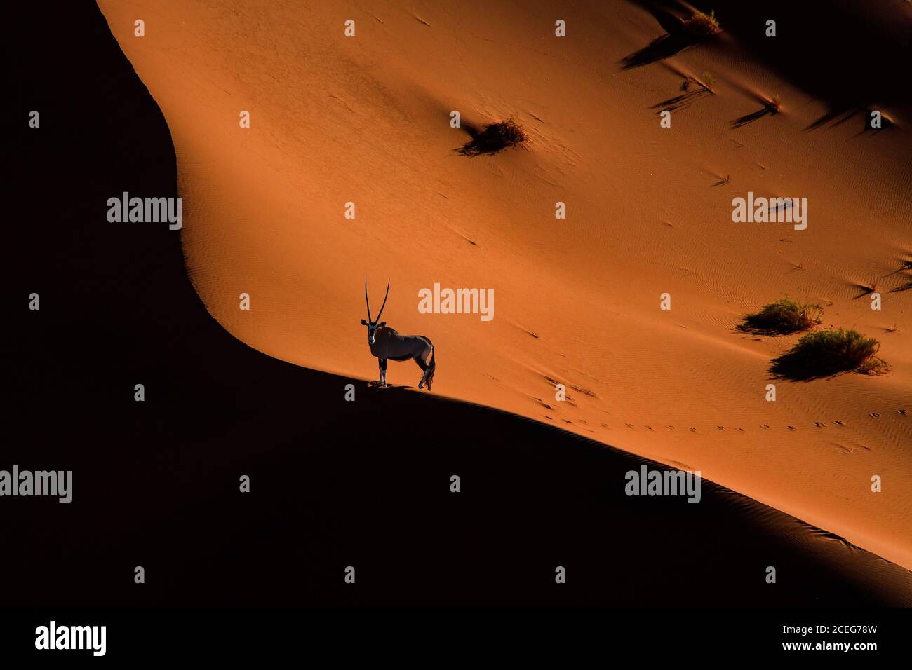 Breathtaking view of magnificent desert and antelope walking in it ...