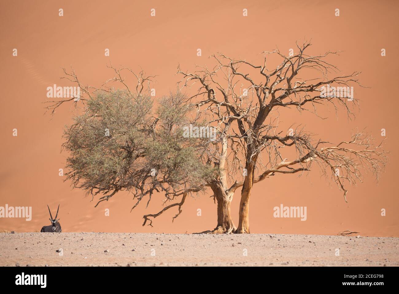 Small antelope standing near dead trees in hot and sandy desert Stock ...