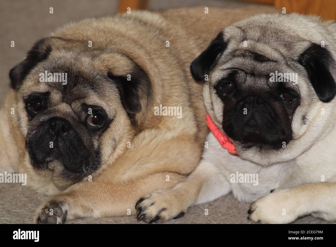 Pugs head hi-res stock photography and images - Alamy