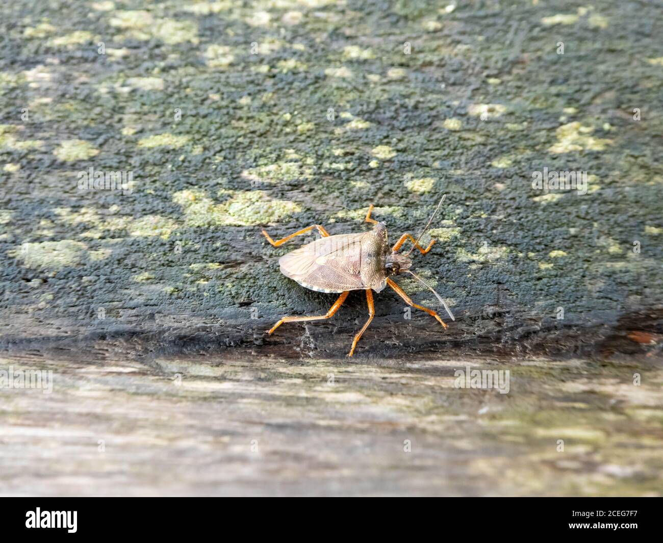 Bug bench hi-res stock photography and images - Alamy