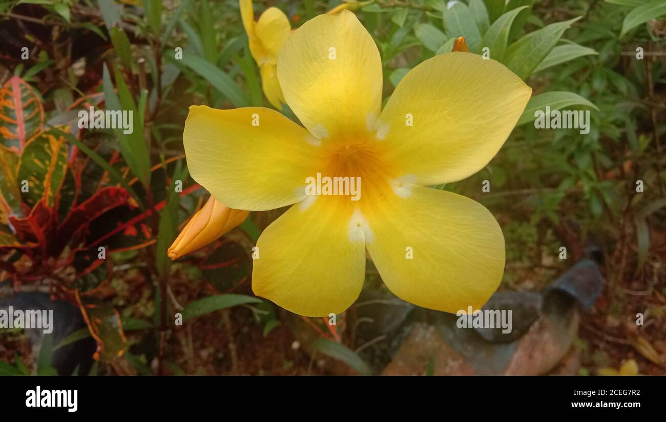 Allamanda flower hi-res stock photography and images - Alamy