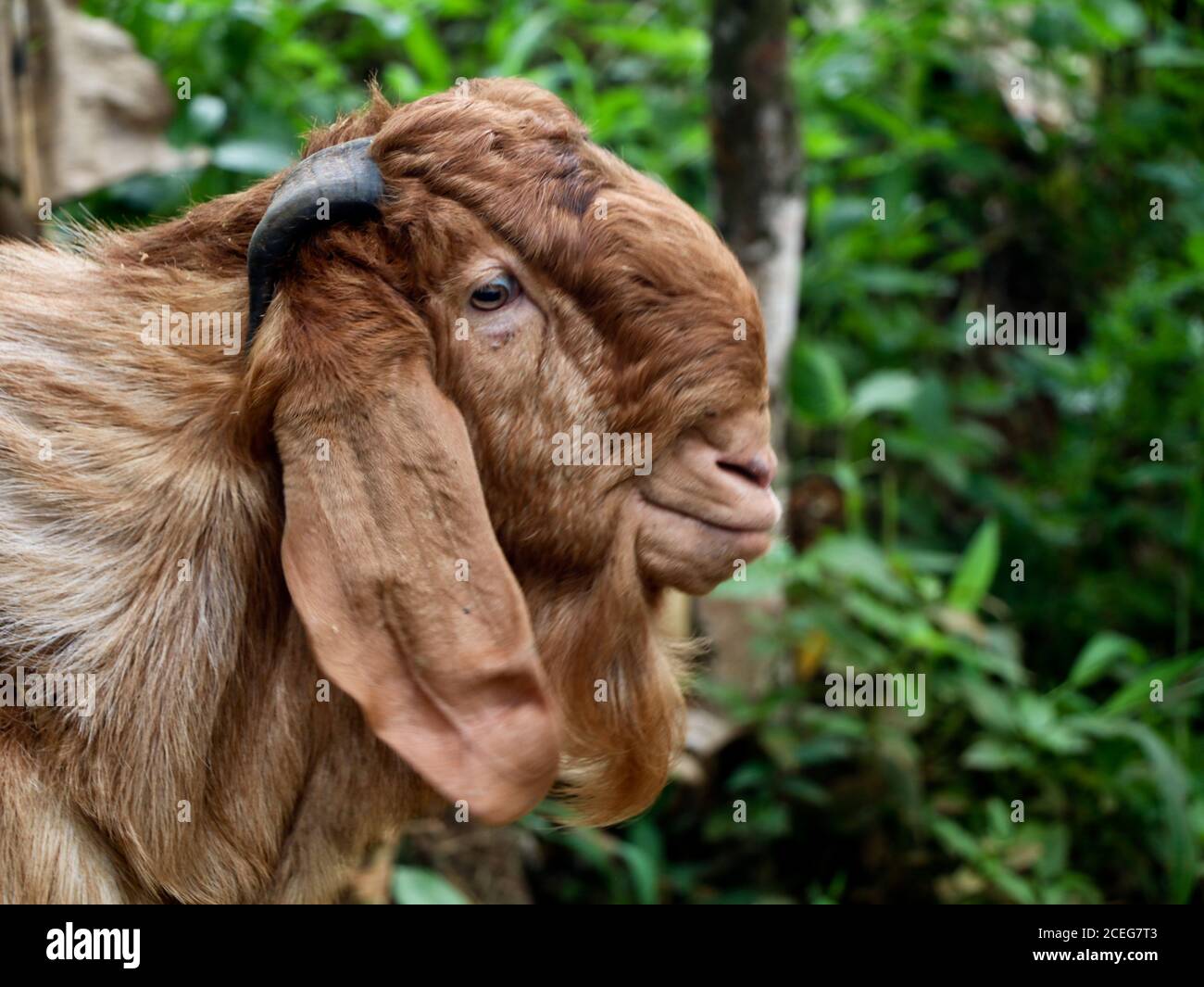 Billies and nannies hi-res stock photography and images - Alamy