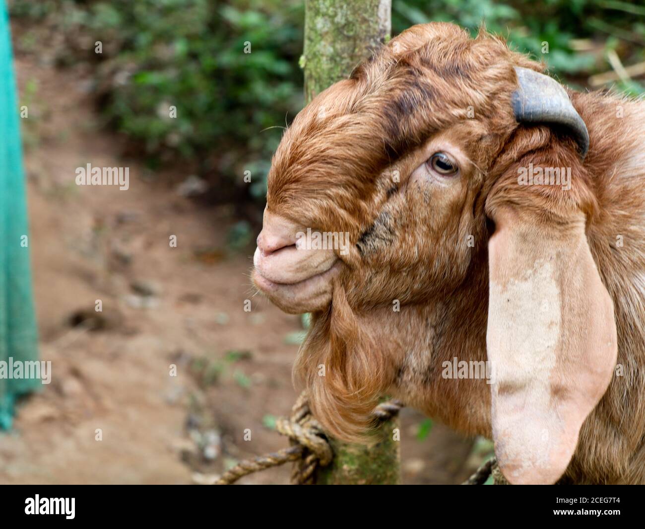Head of a brown color Jamnapari male goat. This breed of goats ...