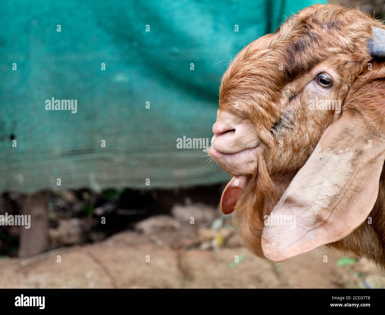 Jamnapari Goat