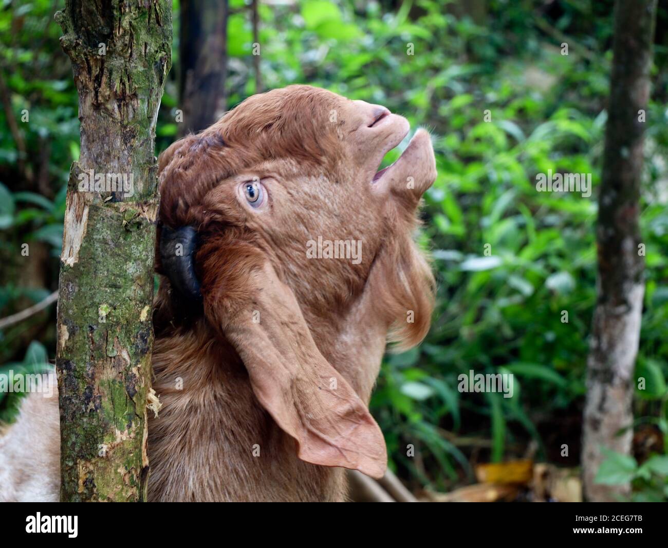 Head of a brown color Jamnapari male goat. This breed of goats ...