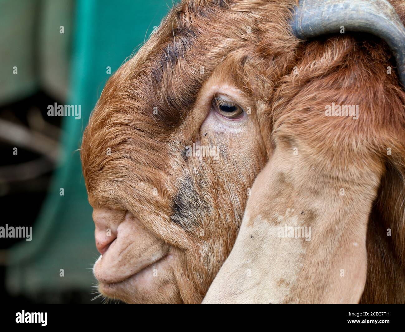Head of a brown color Jamnapari male goat. This breed of goats ...
