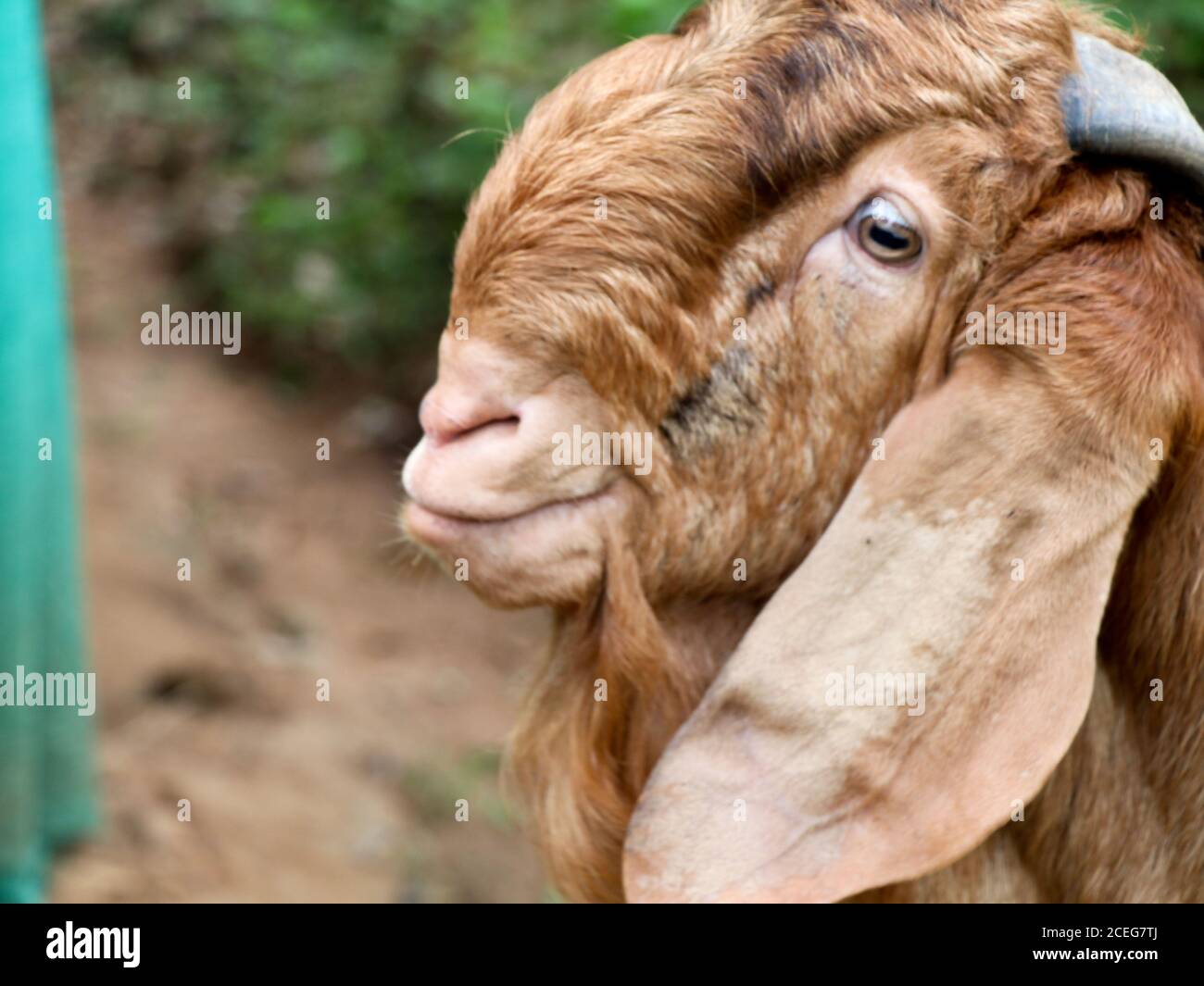 Head of a brown color Jamnapari male goat. This breed of goats ...