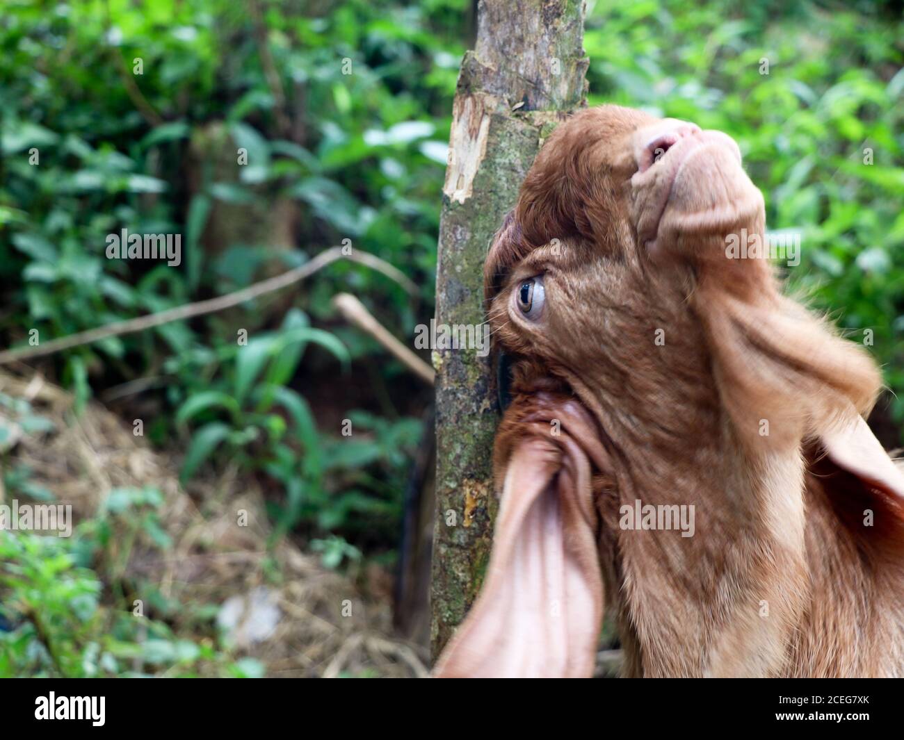 Jamnapari goat hi-res stock photography and images - Alamy