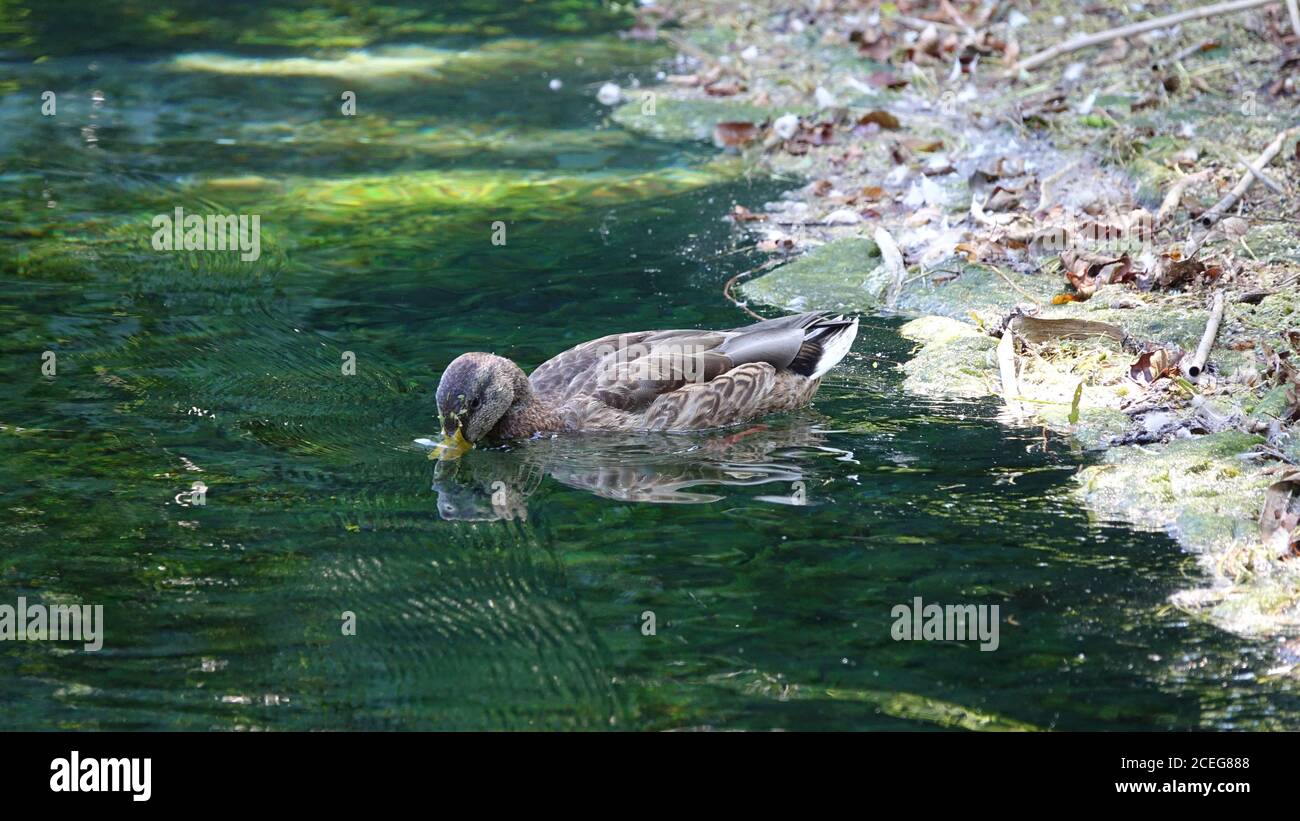 Goat fishing hi-res stock photography and images - Alamy