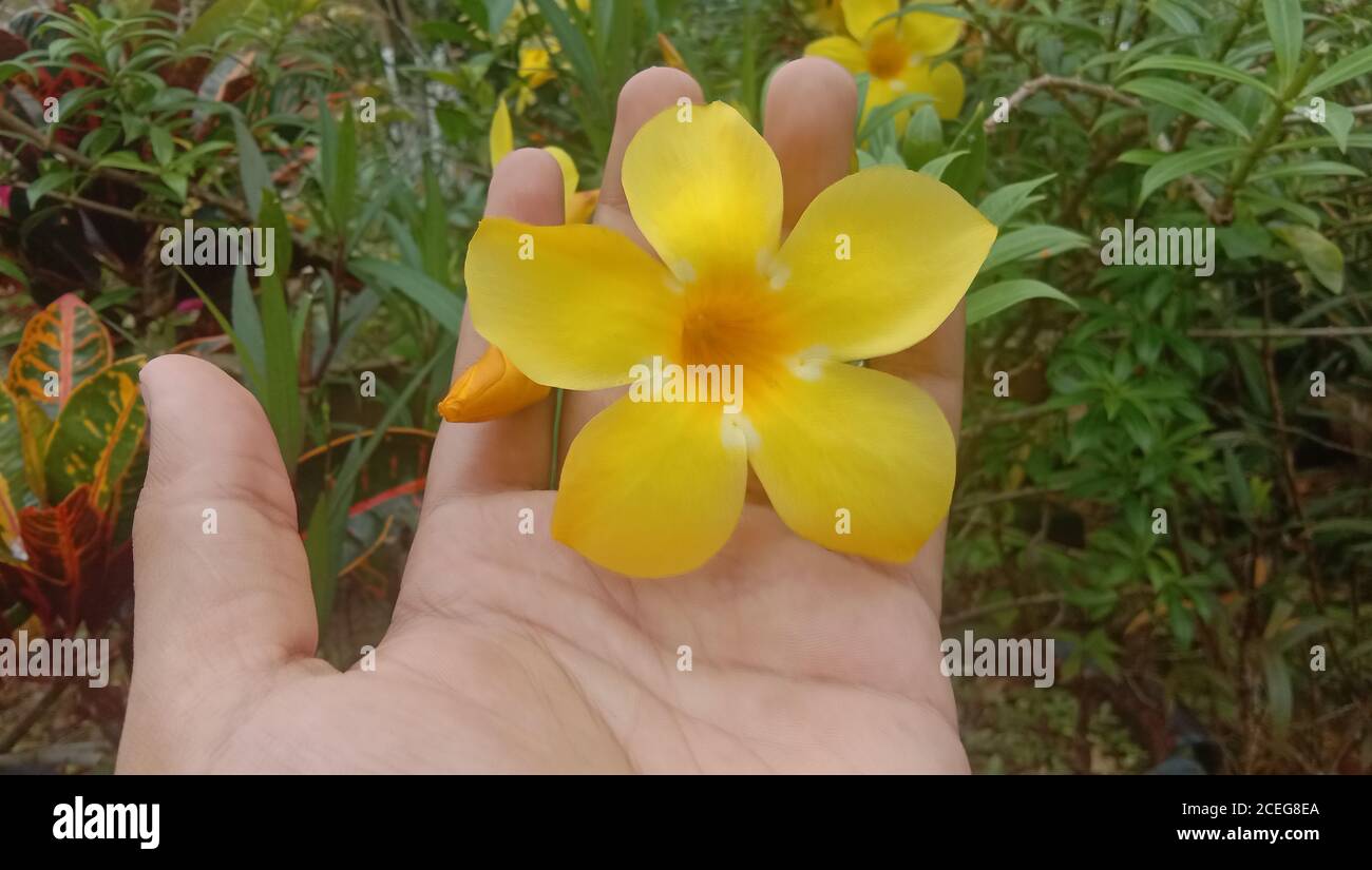 Allamanda flower hi-res stock photography and images - Alamy