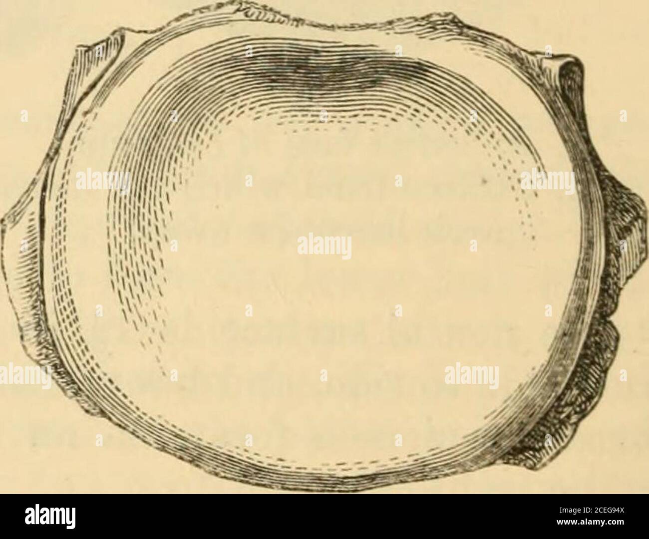 Concave ribs hi-res stock photography and images - Alamy