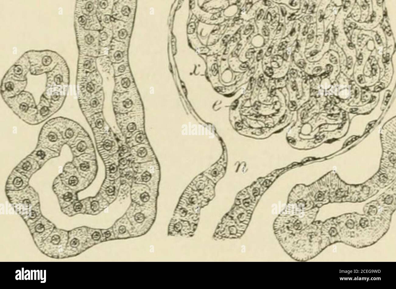 . Text-book of normal histology: including an account of the ...