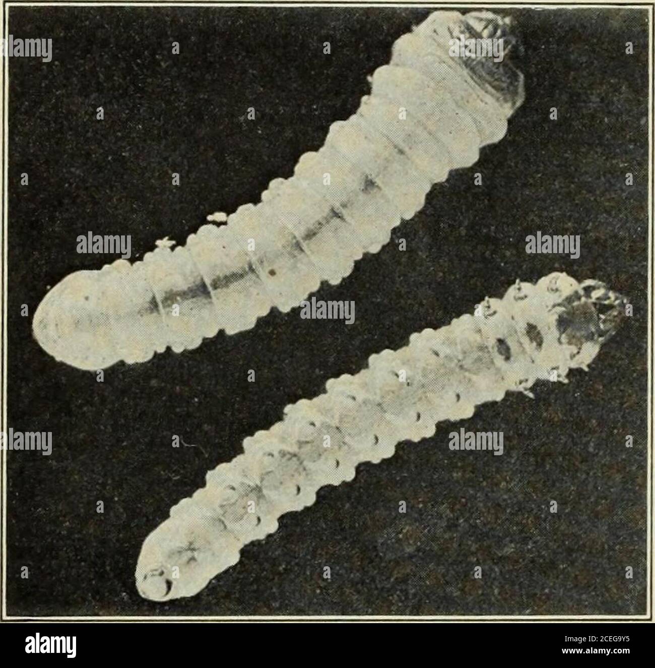 . Manual of fruit insects. En- mmes may occur m a single leaf (Fig. 276 ...