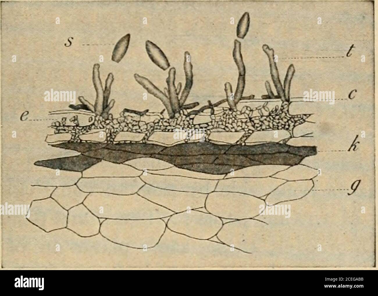 . Agriculture for beginners. ewed rose leaf very greatly magnified.This ...