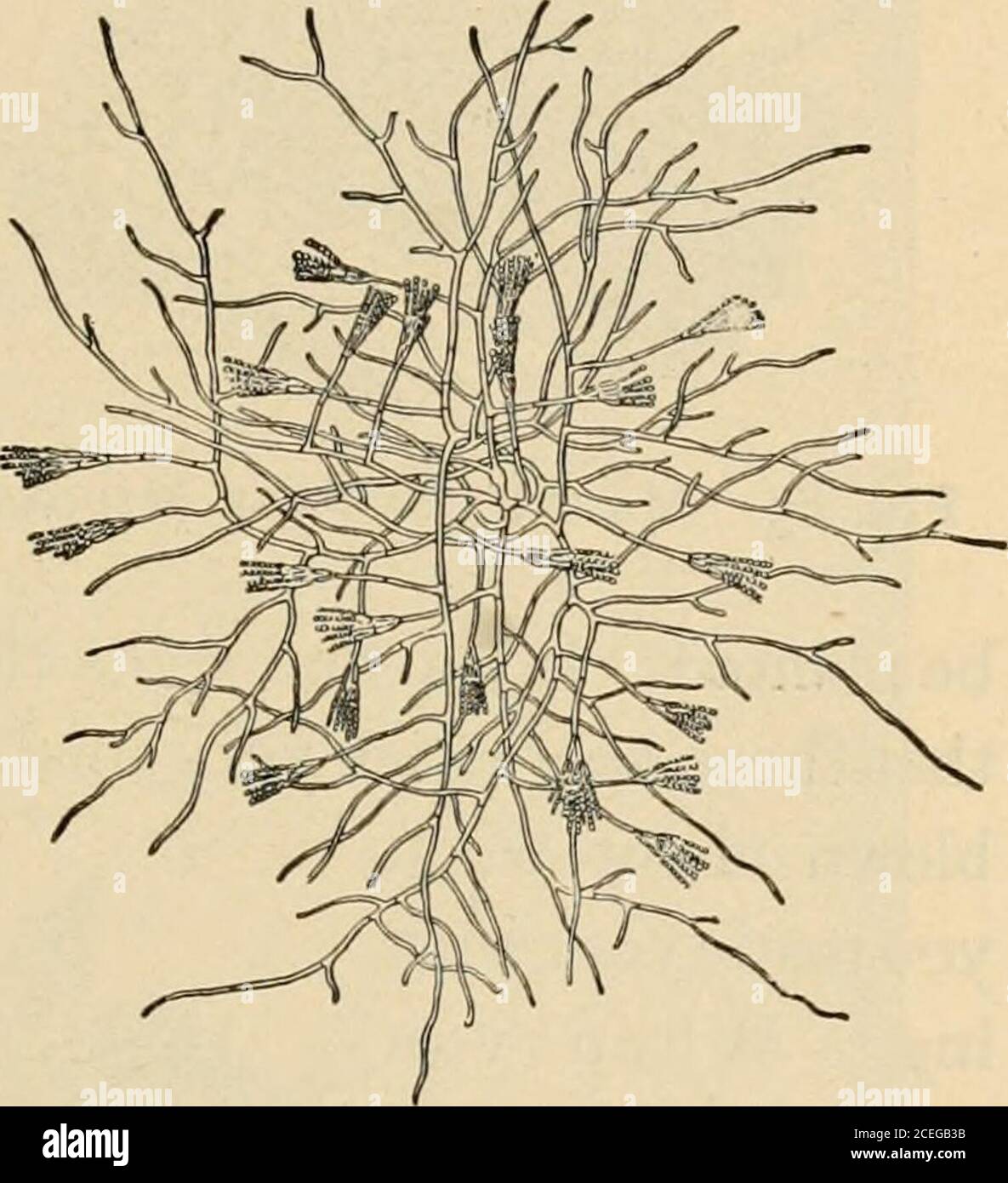 . Agriculture for beginners. Fig. 82. Tangled Threads of Blue MoldThe ...