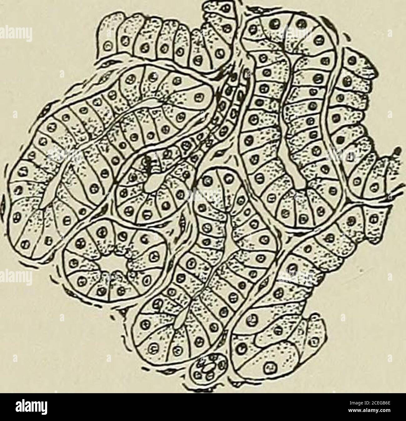 . Text-book of normal histology: including an account of the ...