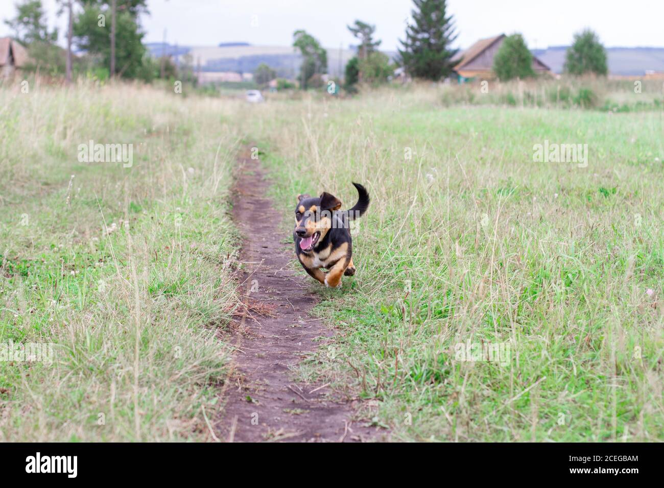 Running Dachshund Puppy High Resolution Stock Photography and Images ...