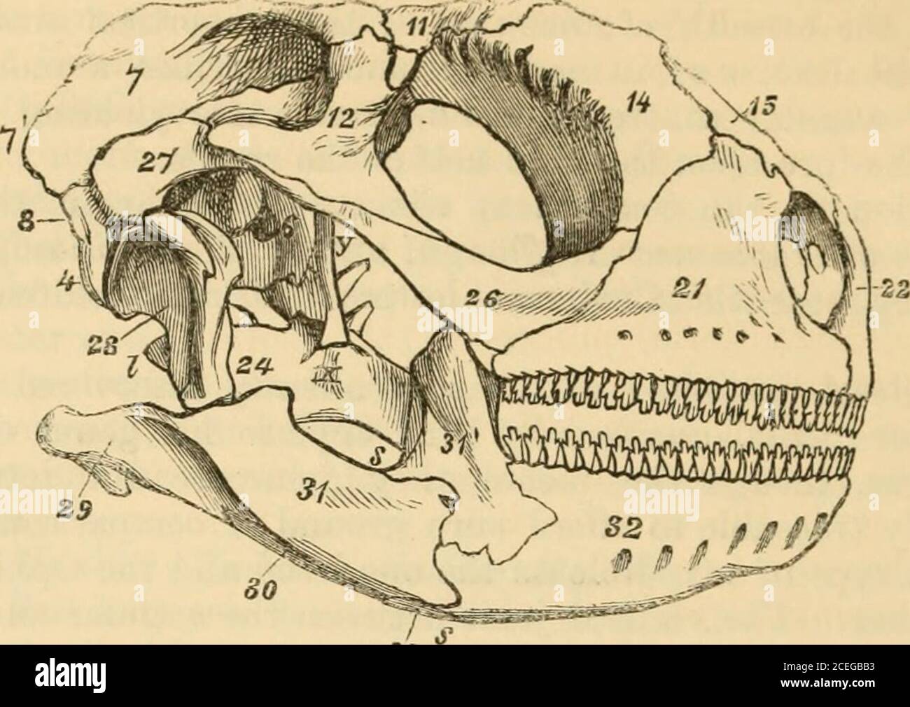 Surangular hi-res stock photography and images - Alamy
