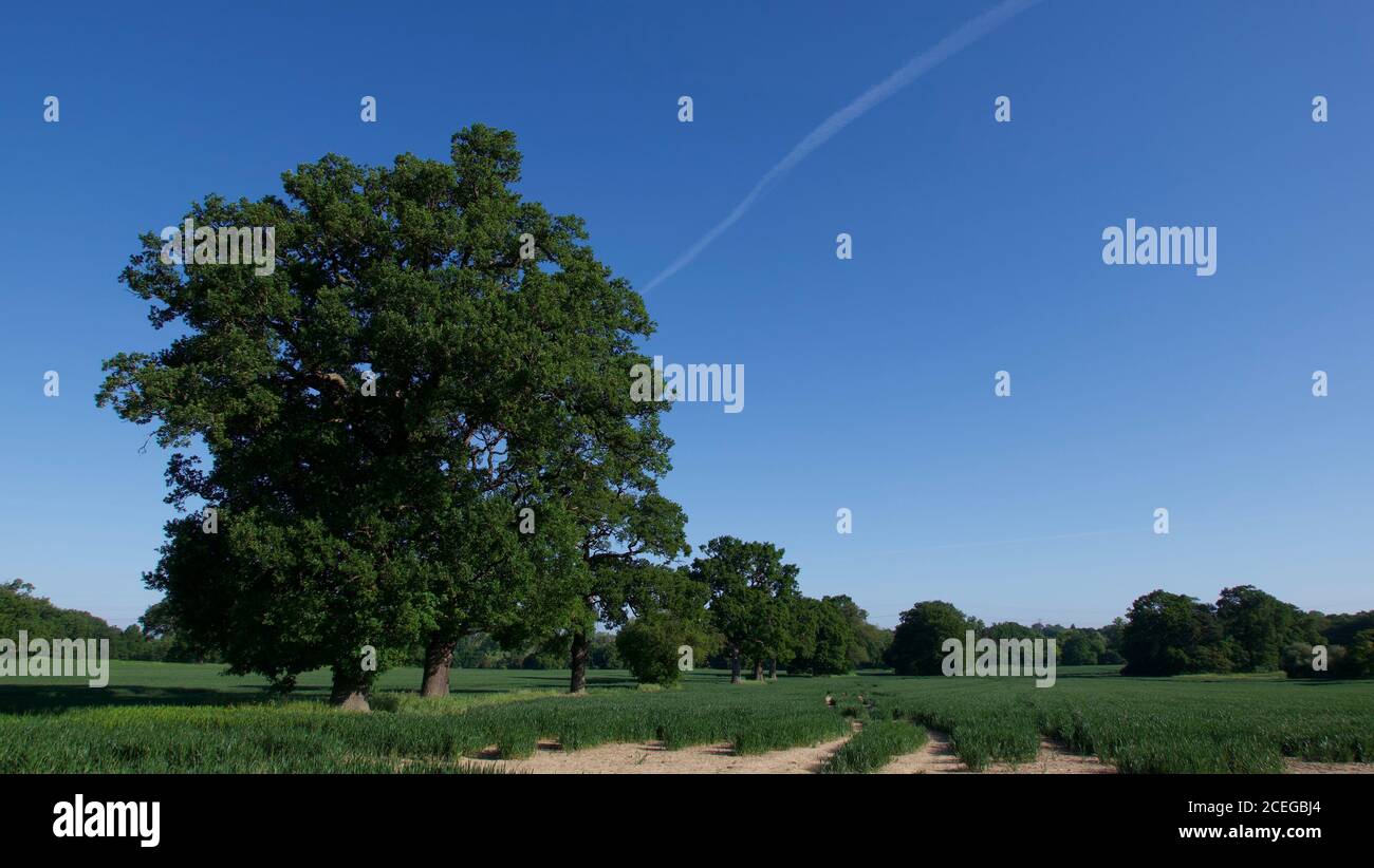 Oak tree in corn hi-res stock photography and images - Alamy