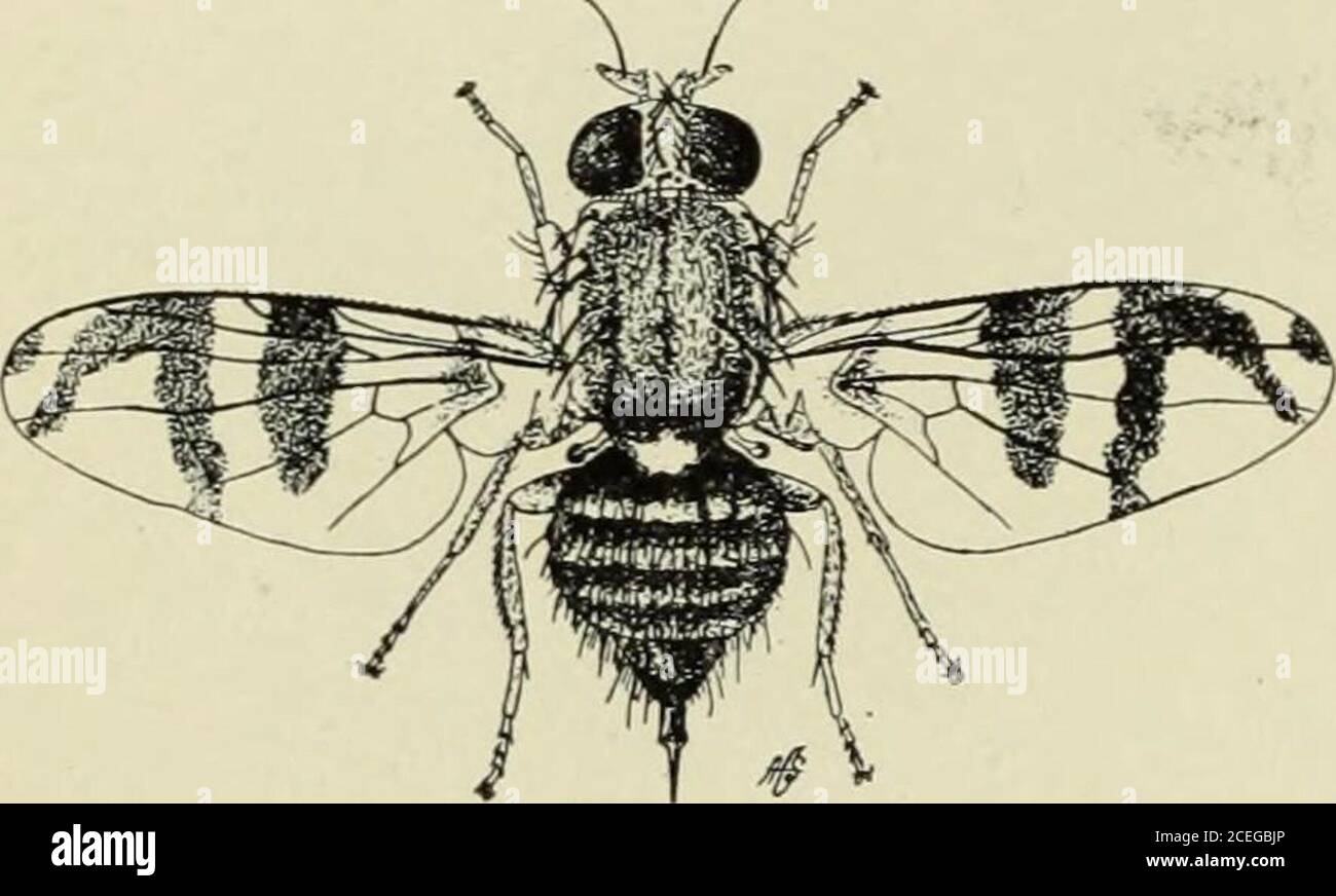 Fruit drop ground august hi-res stock photography and images - Alamy